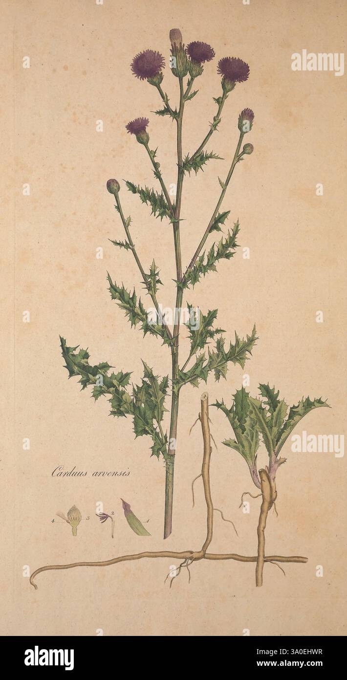 Flora Londinensis, or Plates and descriptions of such plants as grow ...