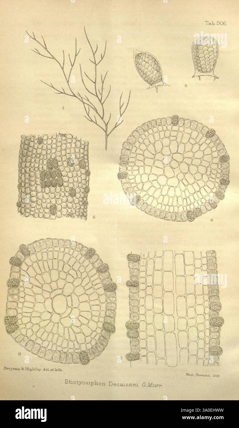 Journal of Botany British and Foreign London Robert Hardwicke 1863-1942 ...