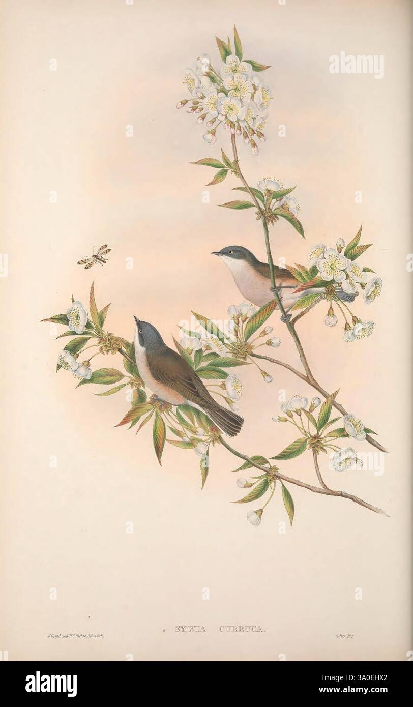 The Birds of Great Britain 1873 Birds Great Britain Pictorial Works ...