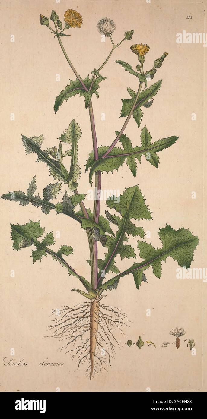 Flora Londinensis, or Plates and descriptions of such plants as grow ...