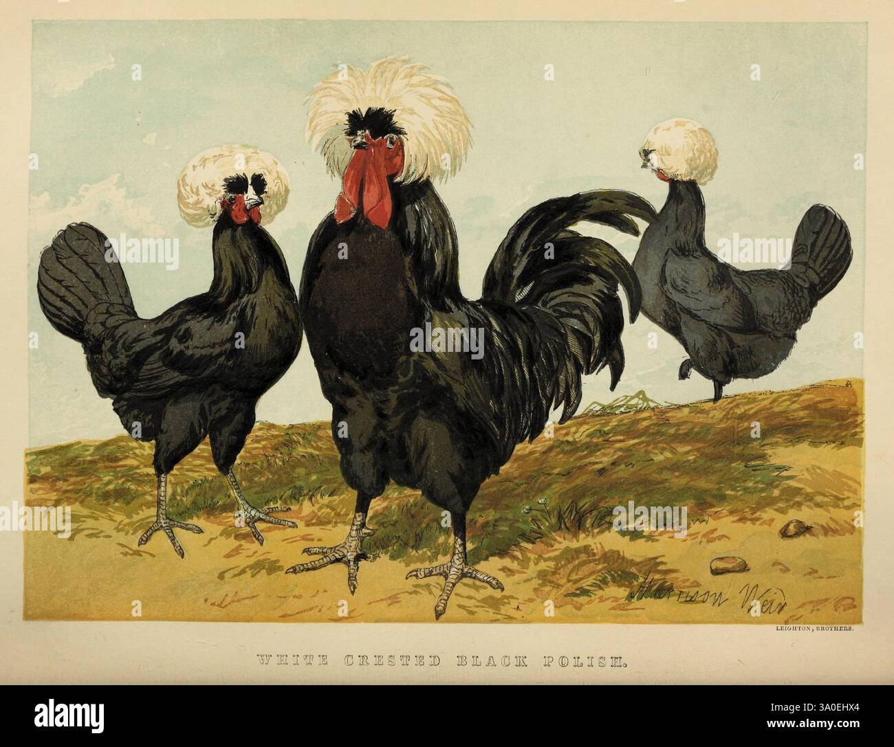 Group of three distinct chickens hi-res stock photography and images ...