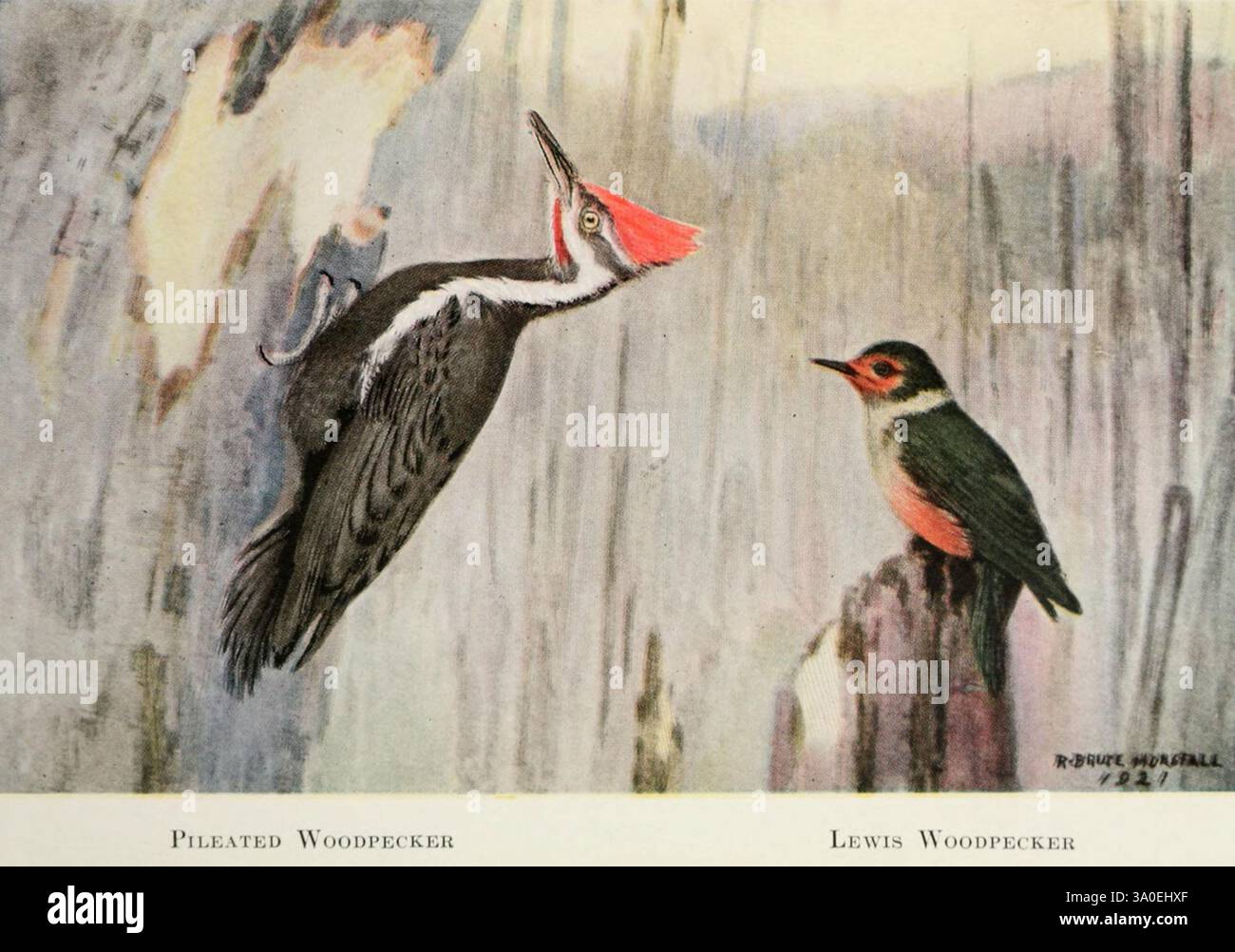 Birds of the Pacific Coast 1923. birds woodpecker British Columbia ...
