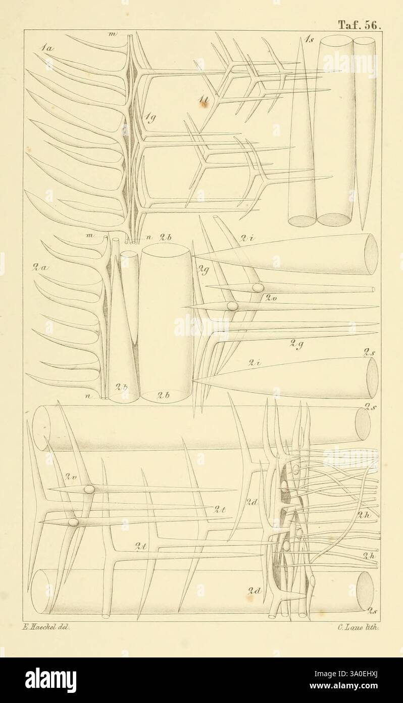 Various human anatomical structures hi-res stock photography and images ...