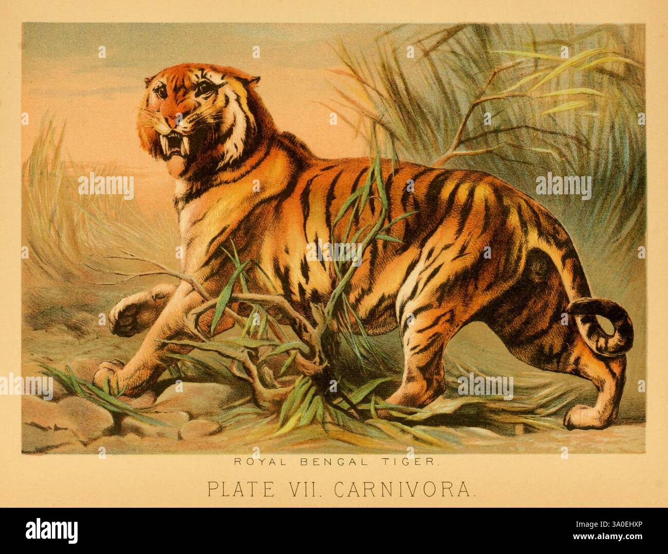 Tigers prominent role hi-res stock photography and images - Alamy