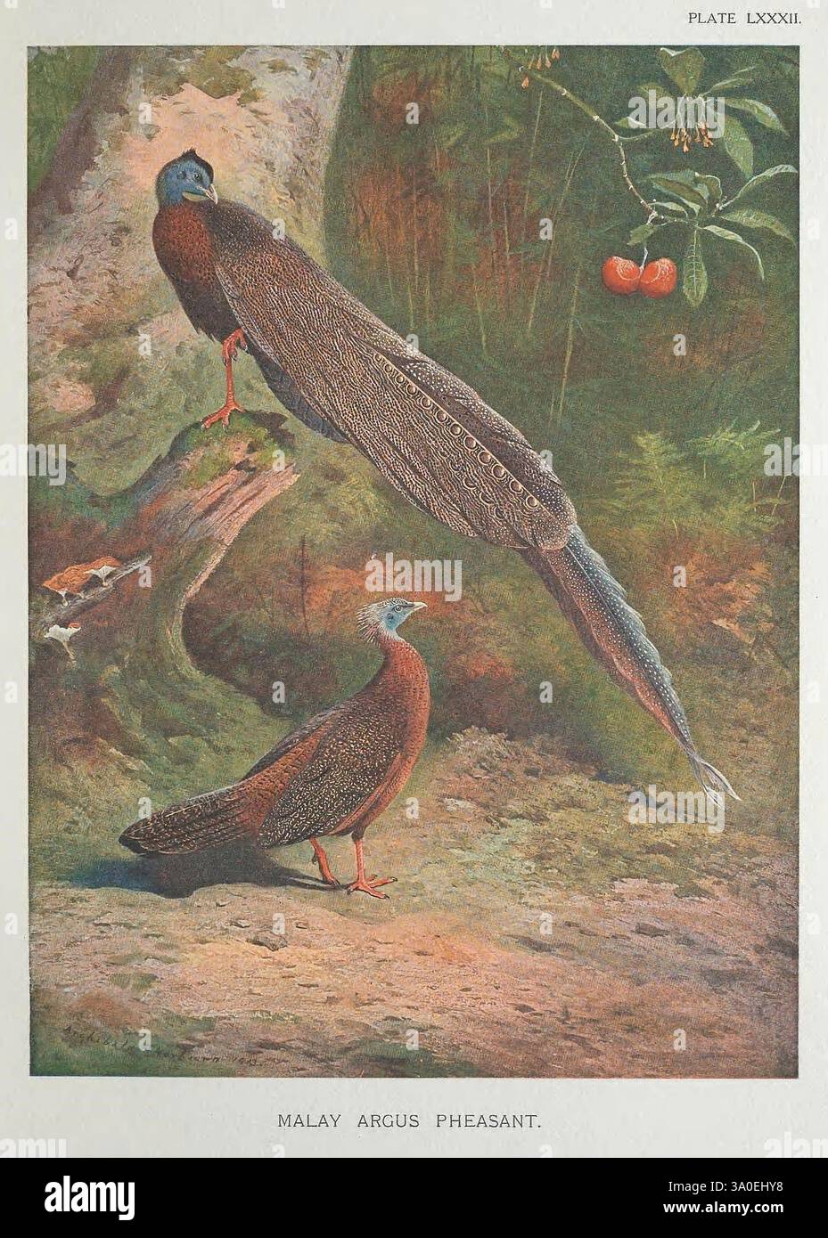 Detailed illustration of two malay argus pheasants hi-res stock ...