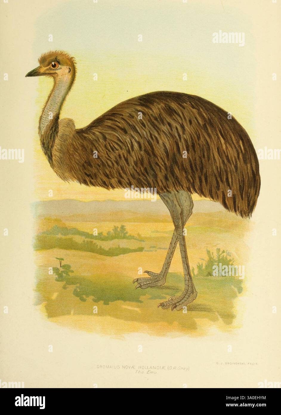 Tuft of feathers atop hi-res stock photography and images - Alamy