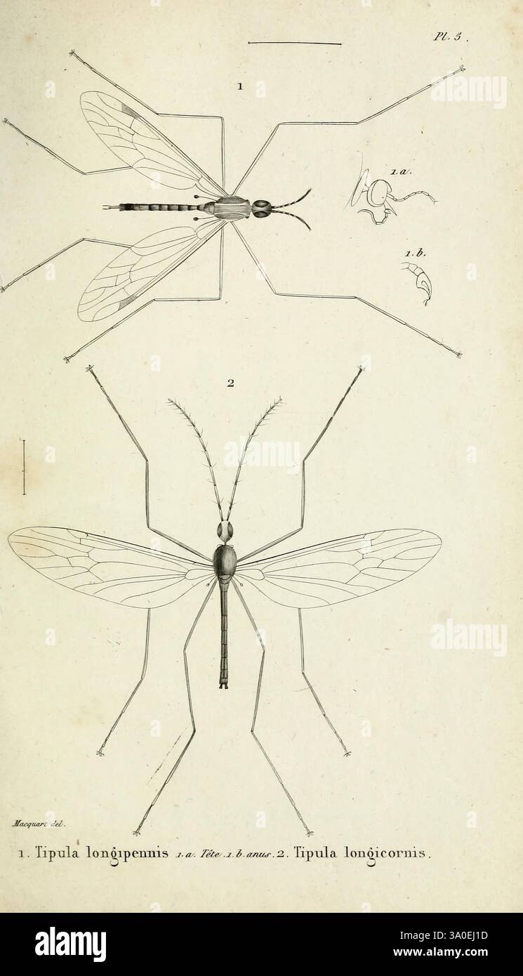 Diptères Exotiques Nouveaux Ou Peu Connus Paris Roret 1838 Diptera ...