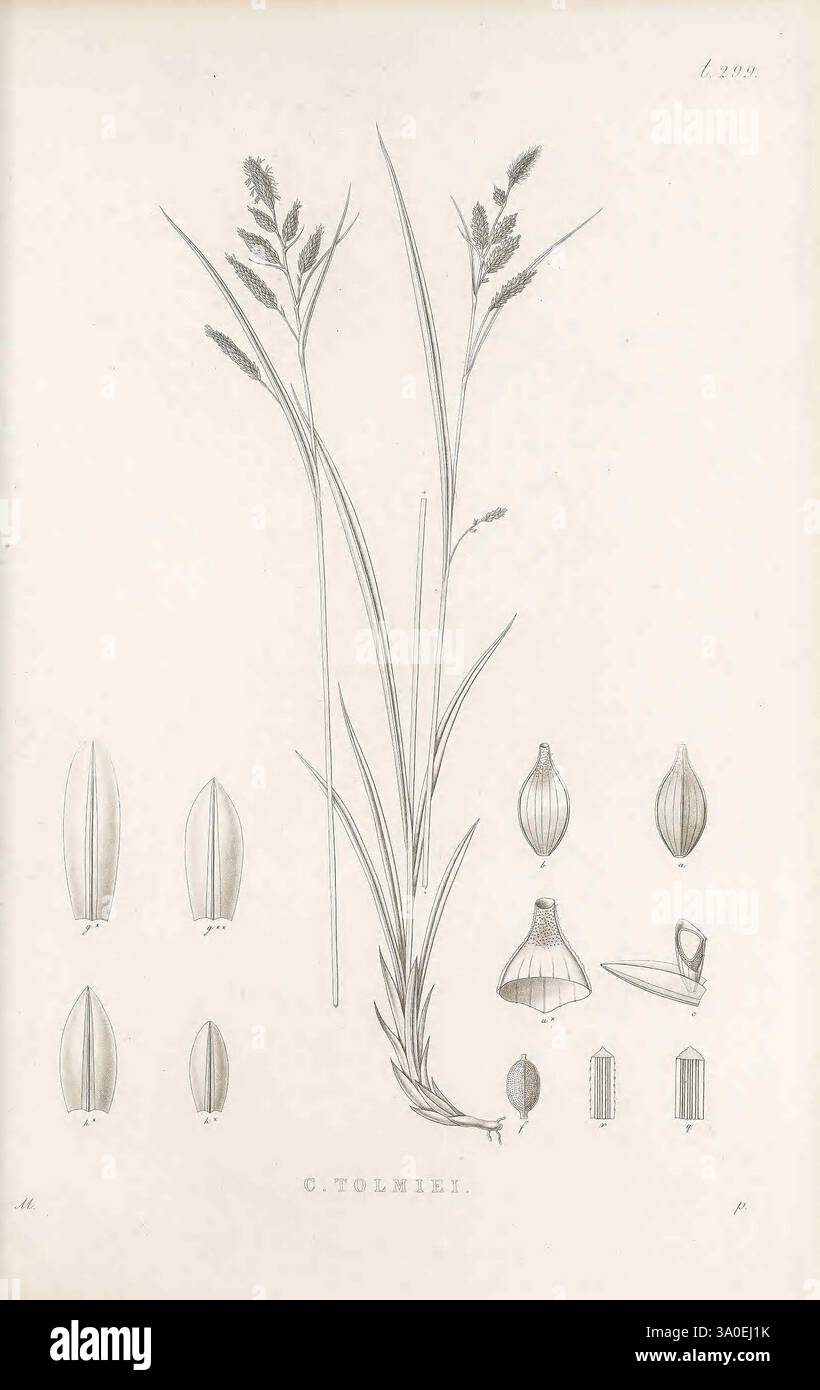 Illustrations of the genus Carex London William Pamplin 1858-1867 Carex ...