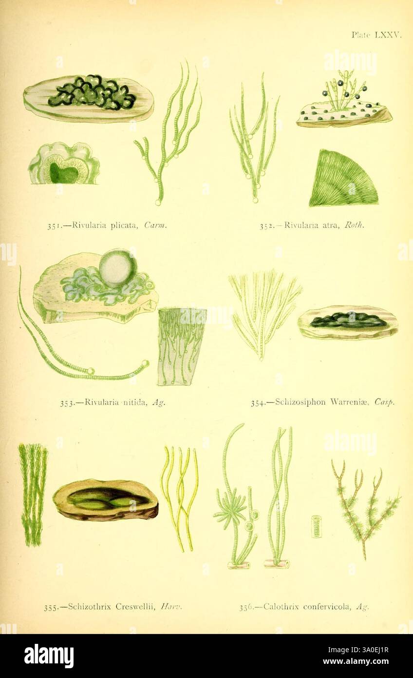 Featuring detailed representations of different algae hi-res stock ...