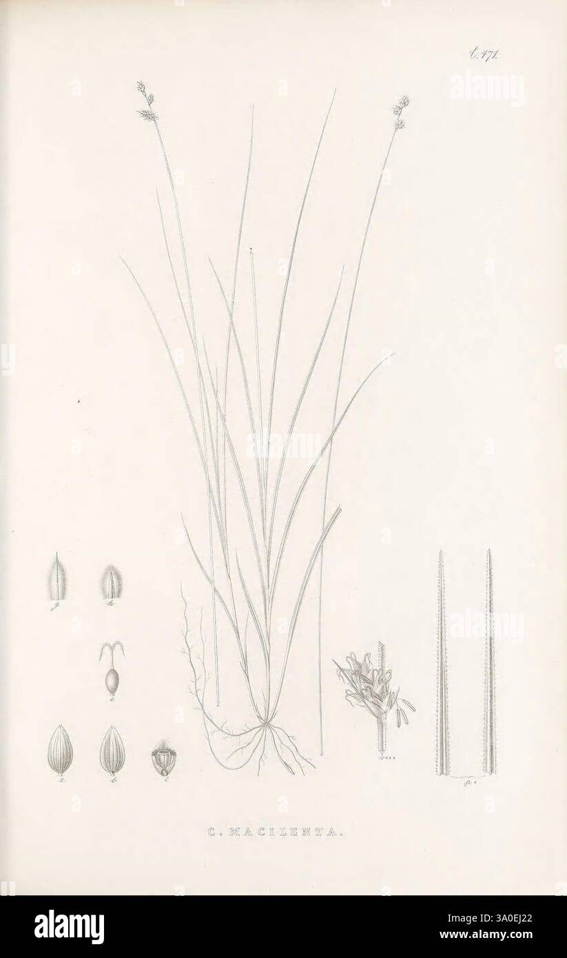 Illustrations of the genus Carex London William Pamplin 1858-1867 carex ...