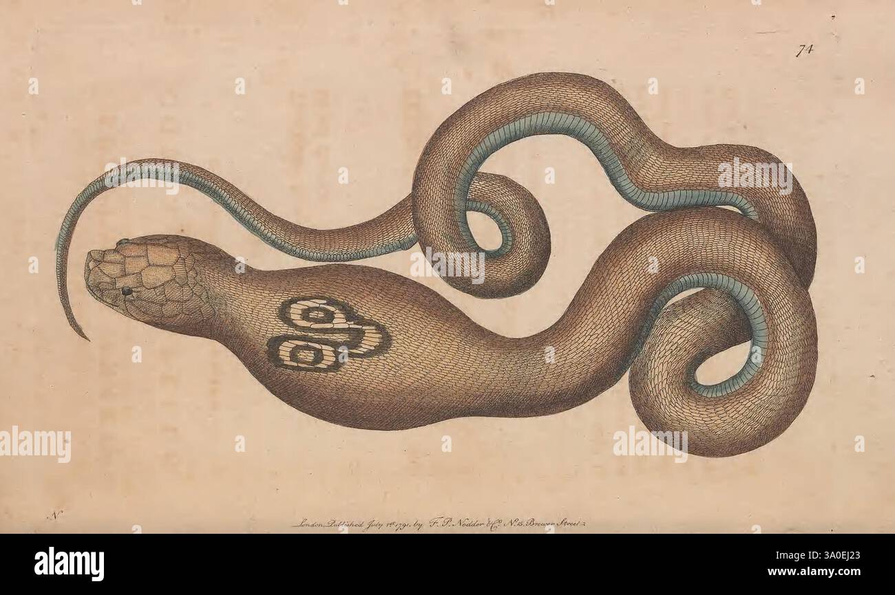 The naturalist's miscellany, or Coloured figures of natural objects ...