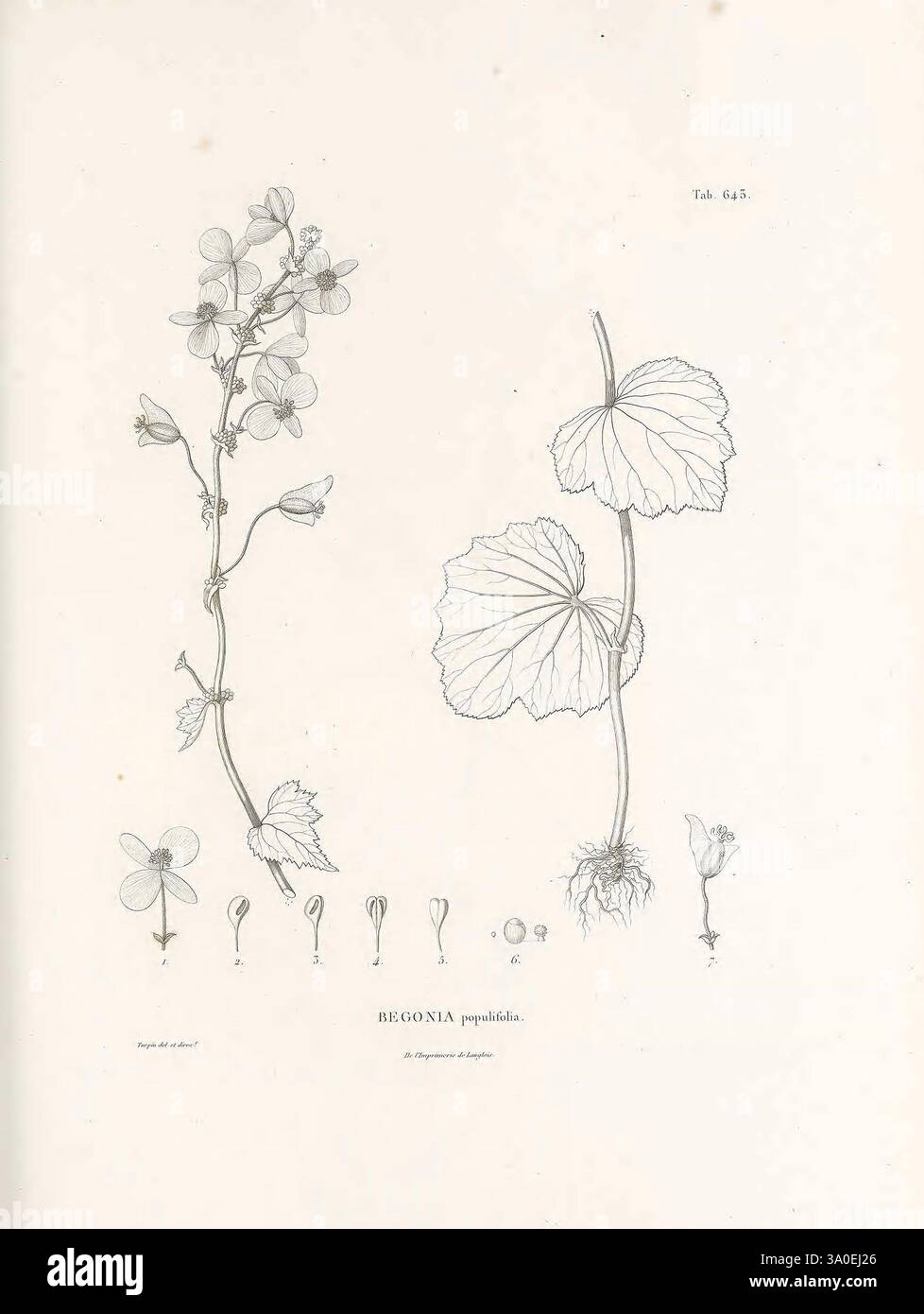 Nova genera et species plantarum, Antverpiae, Ex officina Christophori ...