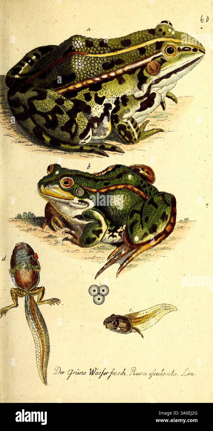 Variety of frogs showcasing hi-res stock photography and images - Alamy