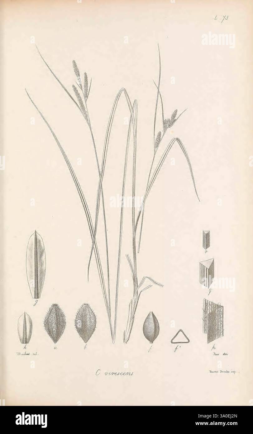 Illustrations, of, the, genus, Carex, London, William, Pamplin, 1858 ...