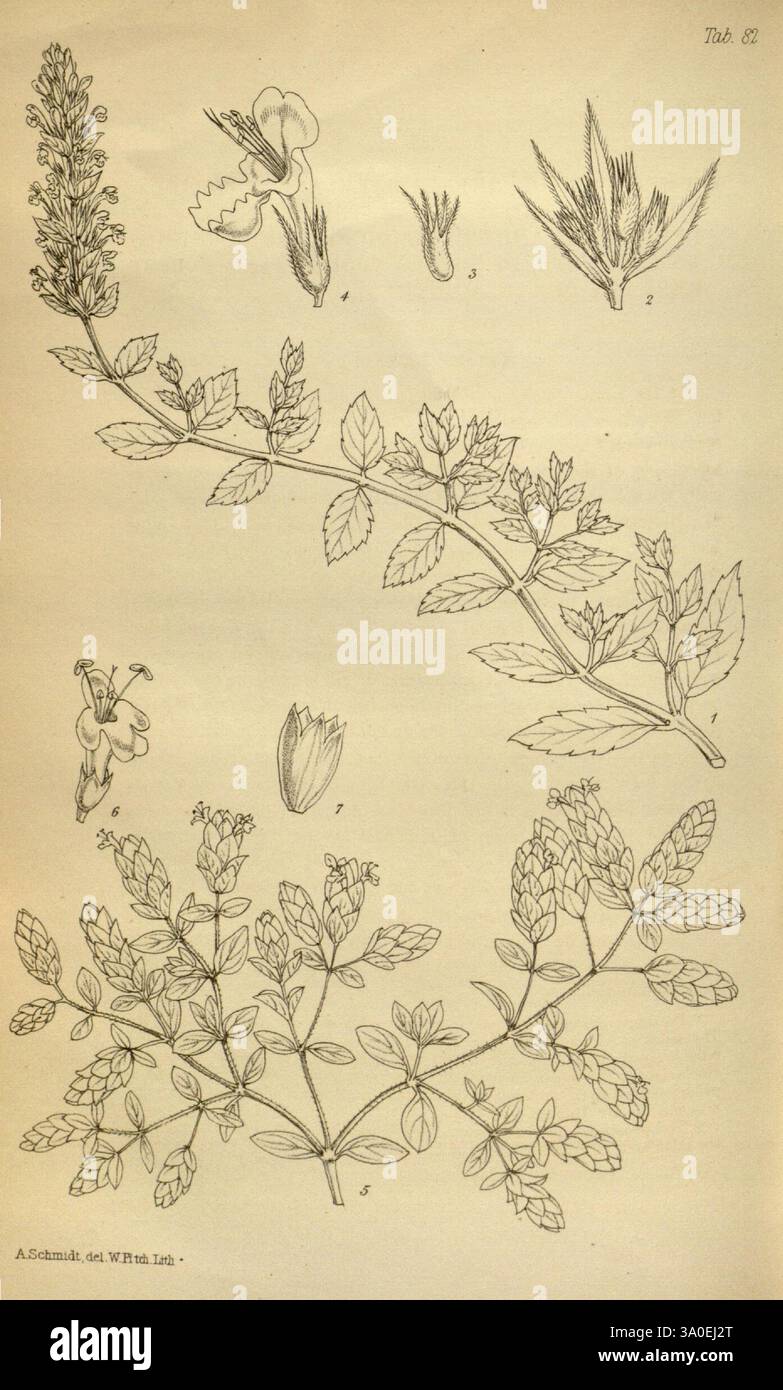 Journal of Botany British and Foreign London Robert Hardwicke 1863-1942 ...