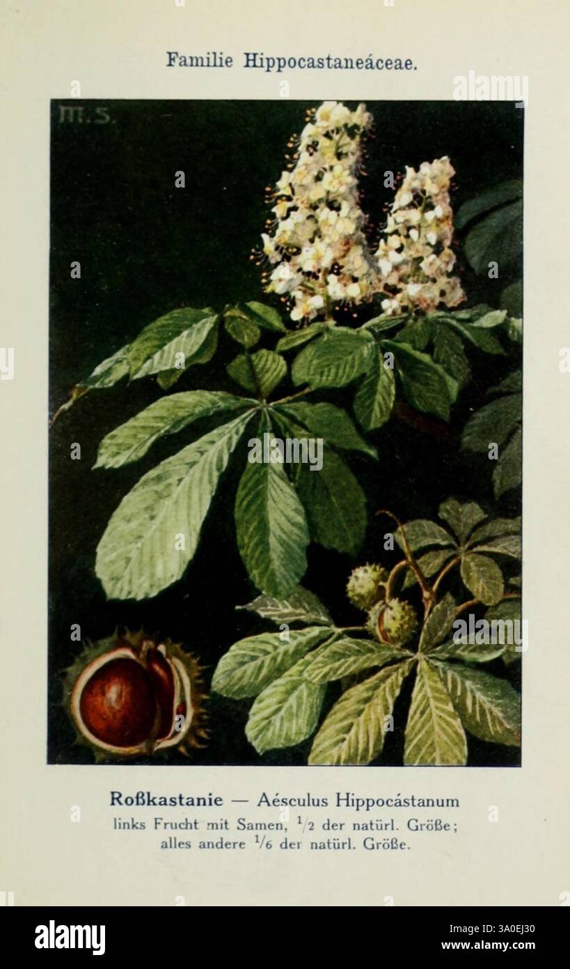 Unsere Waldbäume, Sträucher und Zwergholzgewächse, Heidelberg, C ...