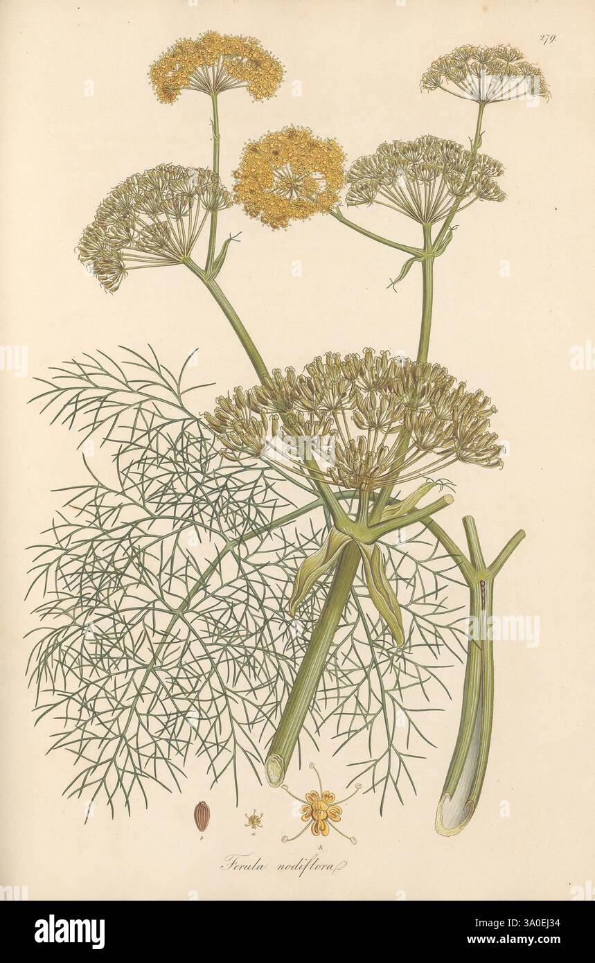 Flora Graeca, sive, Plantarum rariorum historia, quas in provinciis aut ...