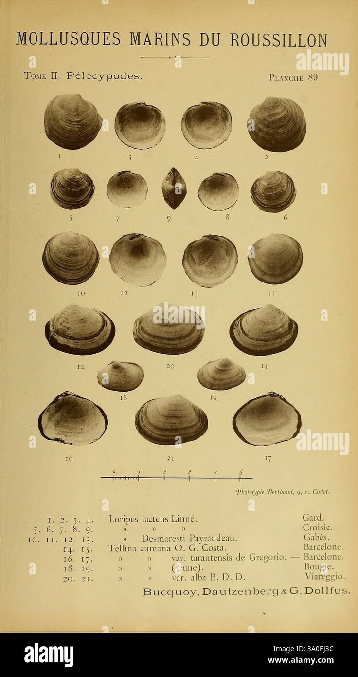 Array of bivalve hi-res stock photography and images - Alamy