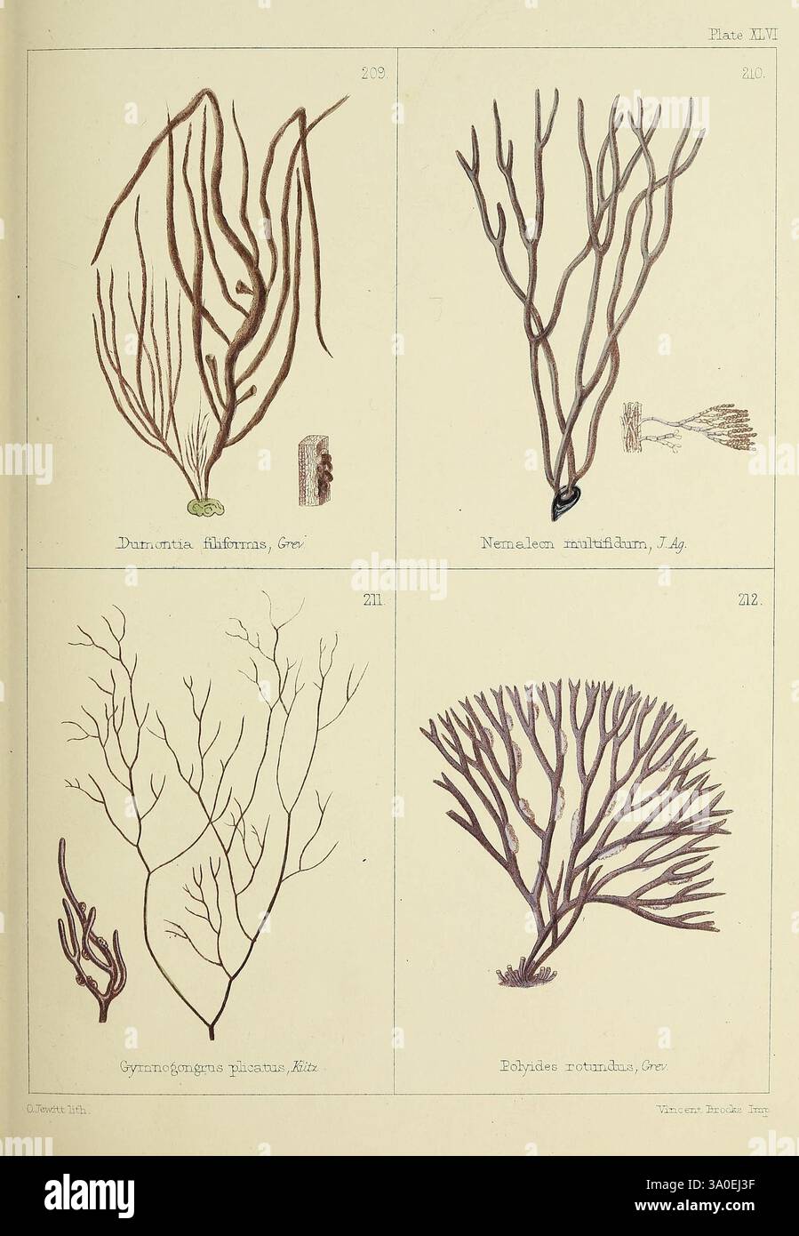 British, seaweeds, Drawn, from, Professor Harvey's, Phycologia, britannica, London, Bell, and ...