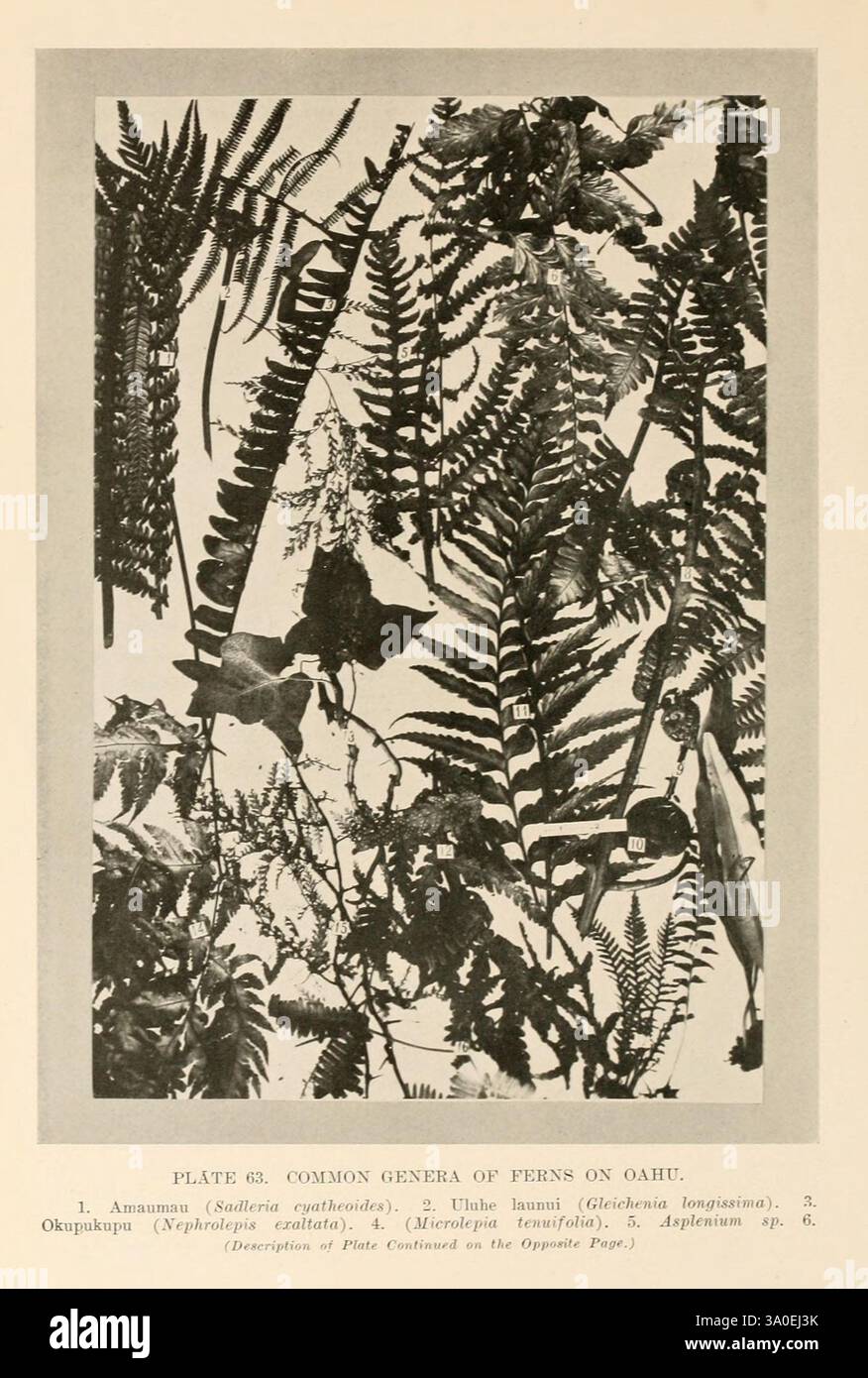 Dense arrangement of various fern leaves hi-res stock photography and ...