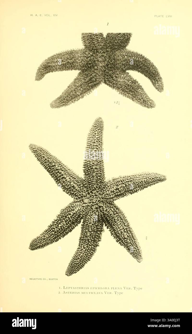 Spiny projections covering hi-res stock photography and images - Alamy