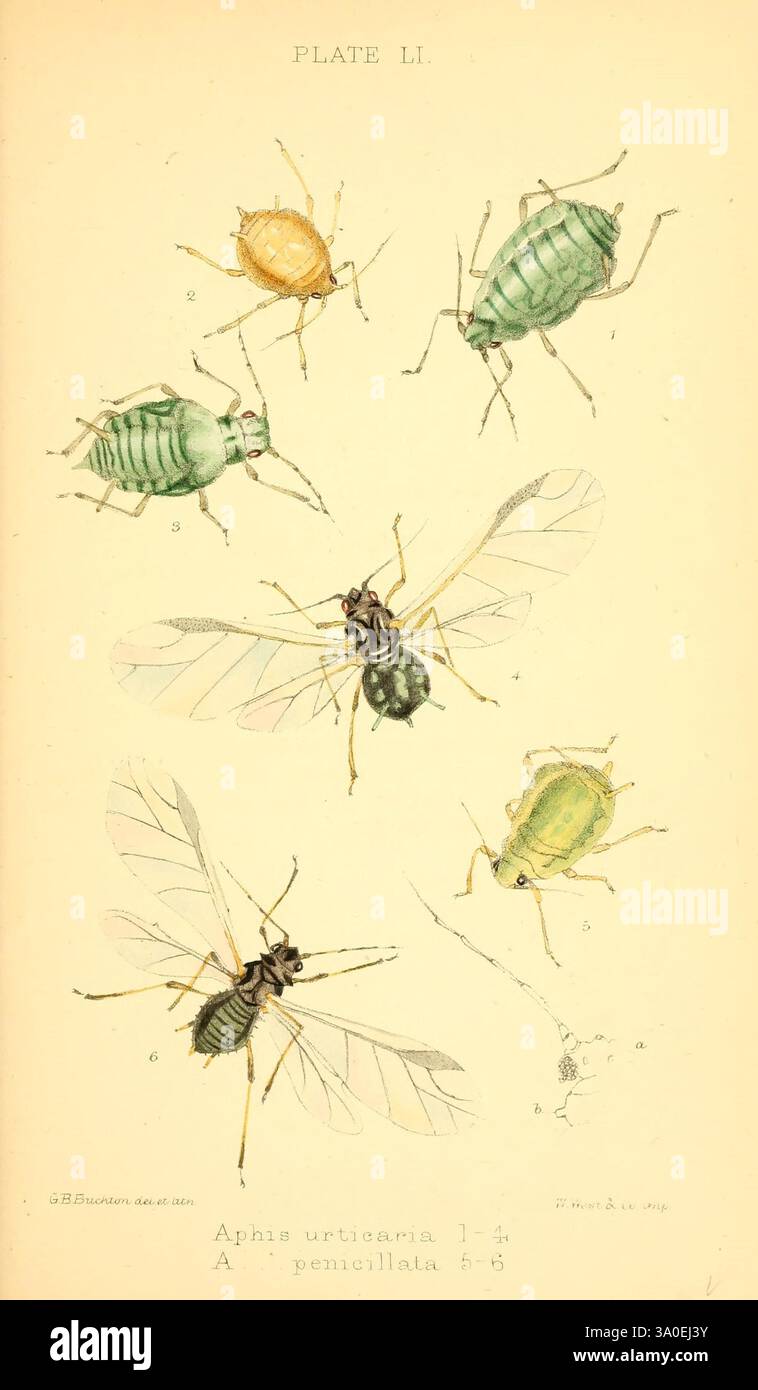 Monograph of the British aphids London, 1876-83, aphids Great Britain ...