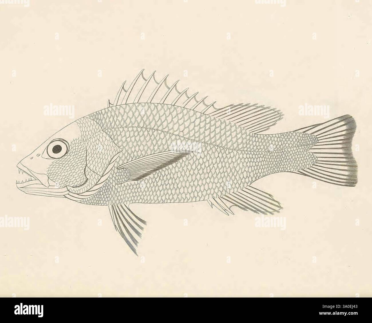 Majesty pall mall 1803 fishes india pictorial hi-res stock photography ...