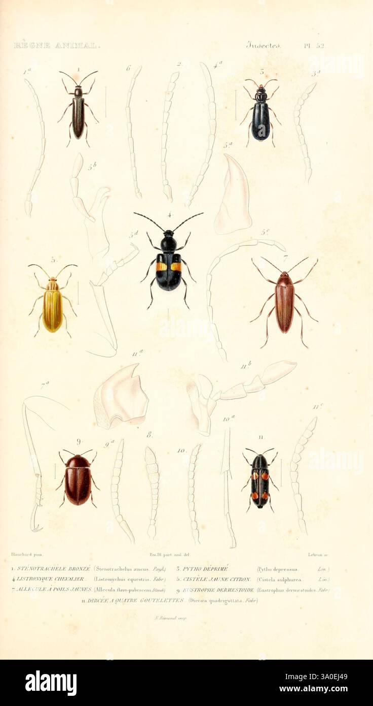 Top section features different beetle species hi-res stock photography ...