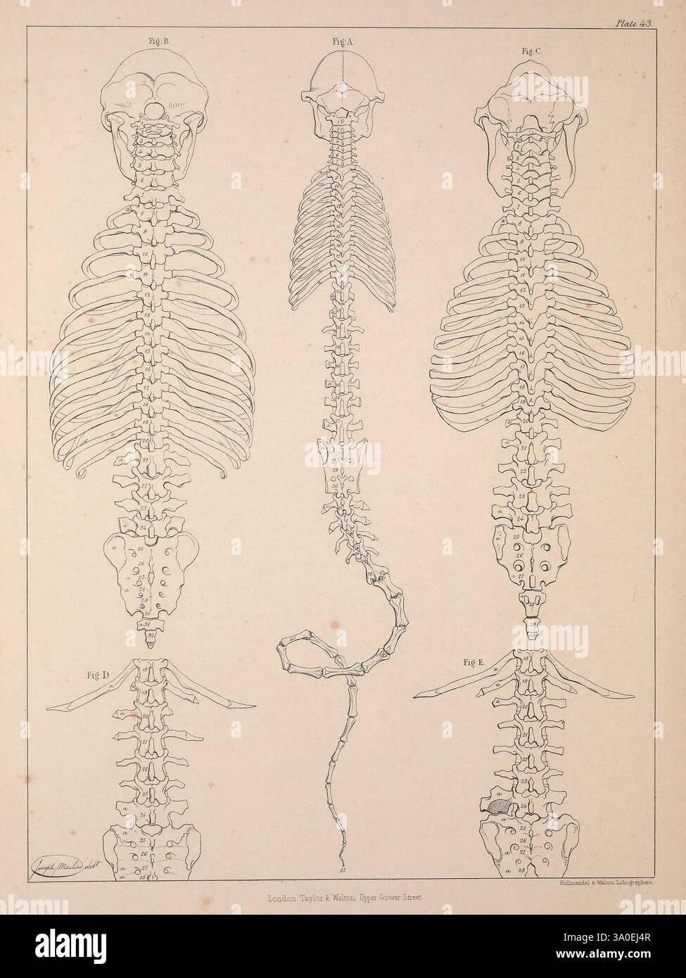 Comparative osteology London Taylor and Walton 1847 bones, The ...
