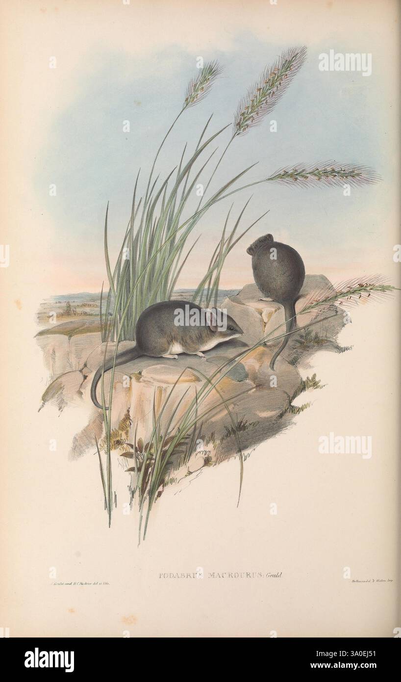 Species of musk rat hi-res stock photography and images - Alamy