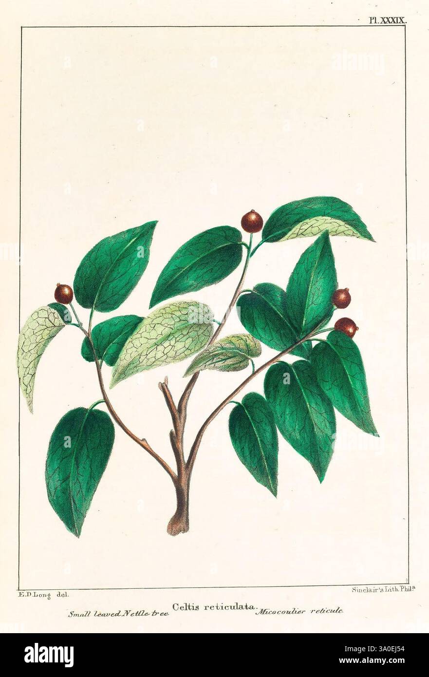 The North American Sylva Philadelphia J. Dobson 1841-1849 North America ...