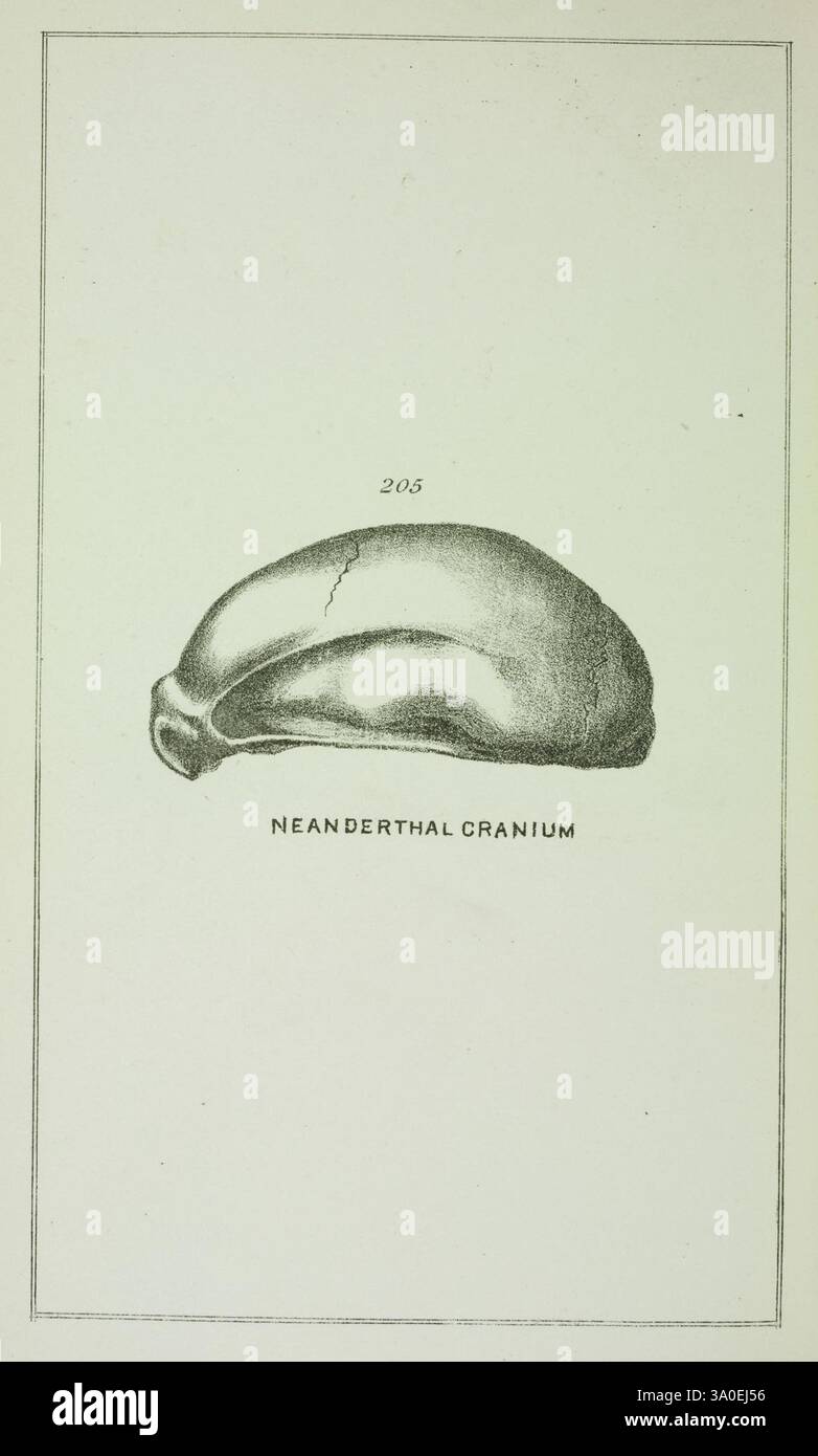 Sloping forehead characteristic of neanderthal skulls hi-res stock ...
