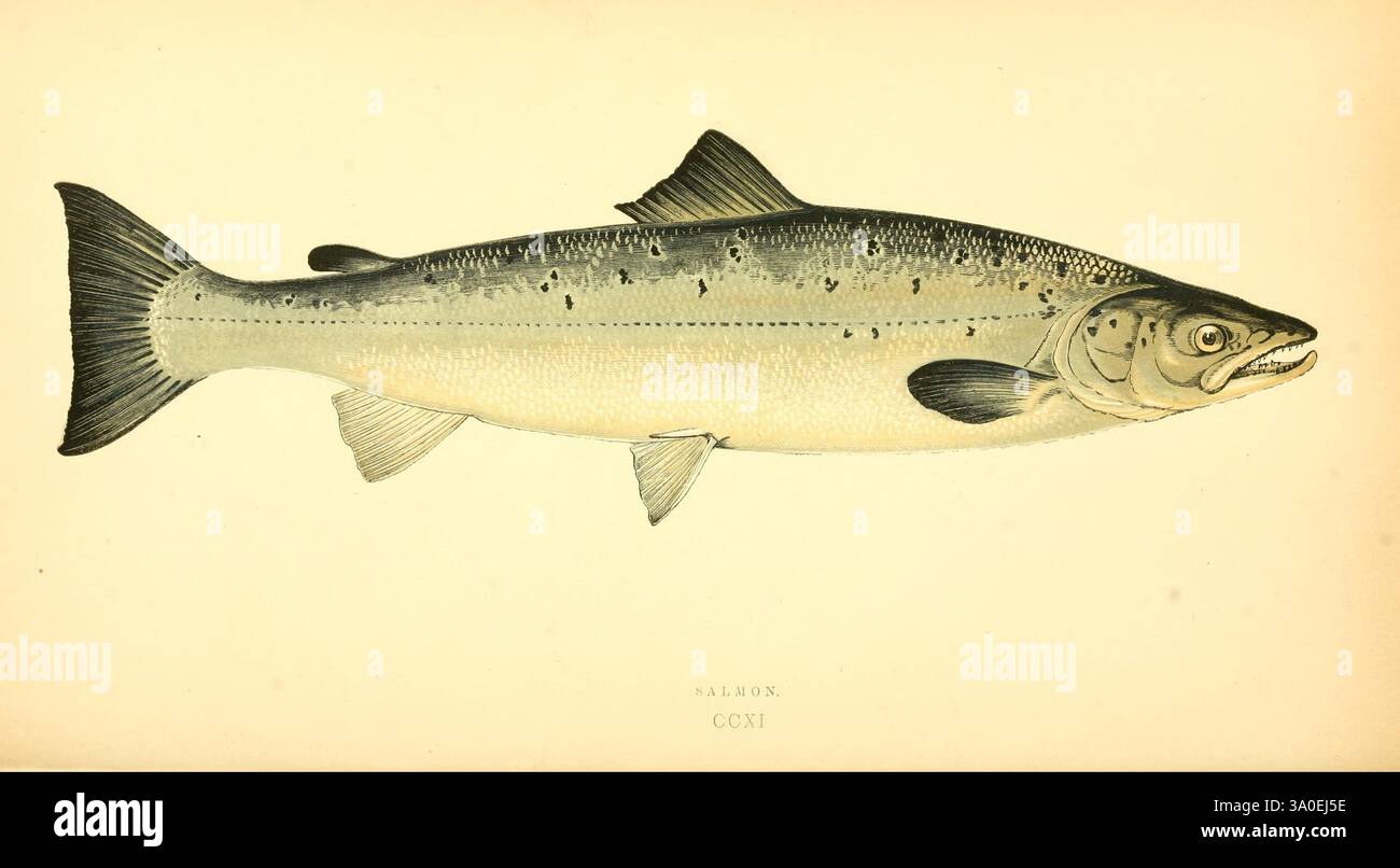 A history of the fishes of the British Islands, 1862-65, Great Britain ...