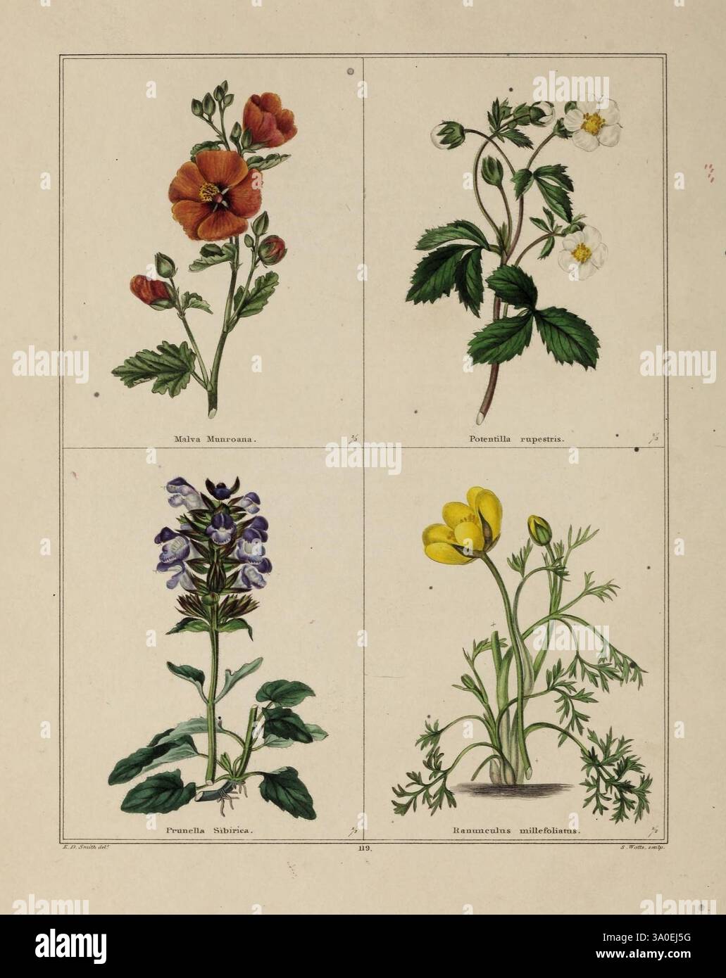 The botanic garden London Simpkin & Marshall 1825 botany floriculture ...