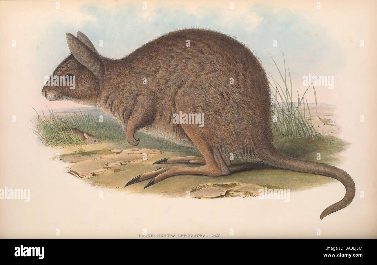 The mammals of Australia, pub. by the author 1863. Australia, mammals ...