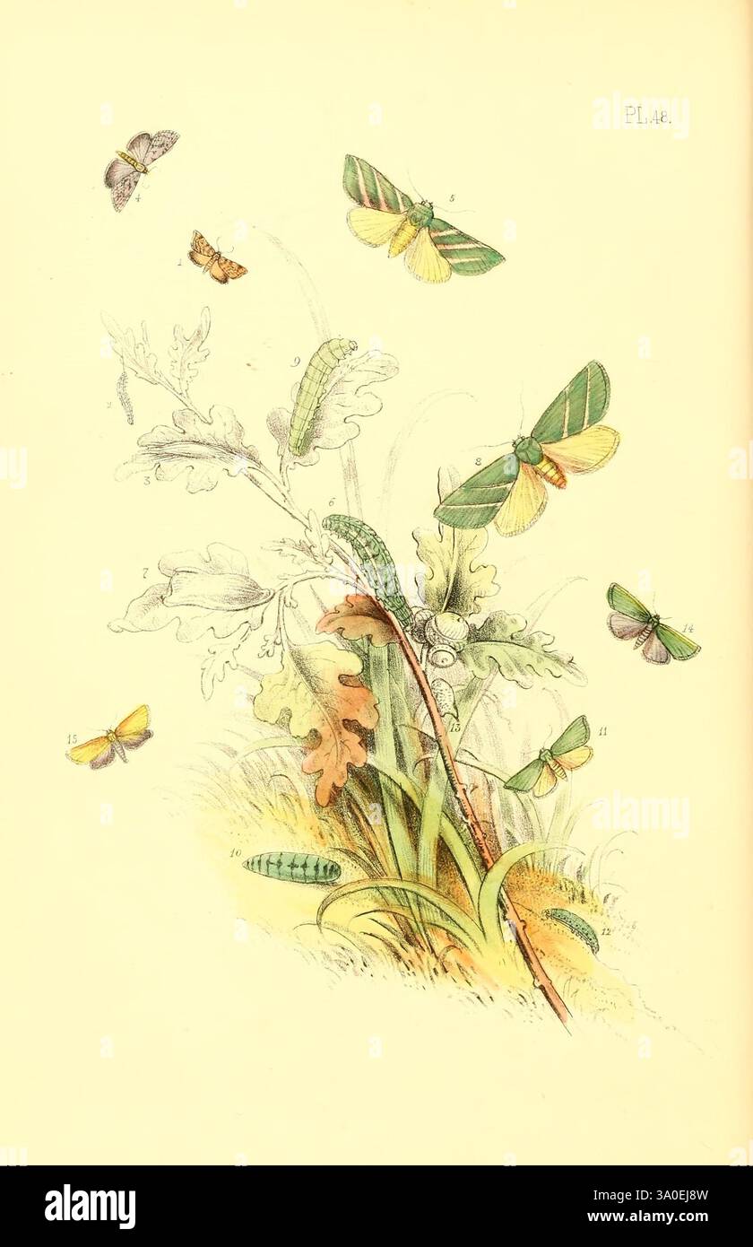 The Genera of British, London, Paul Jerrard & Sons, ca. 1860, Great ...