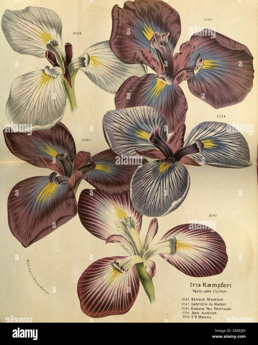 Beautiful arrangement of various iris flowers hi-res stock photography ...