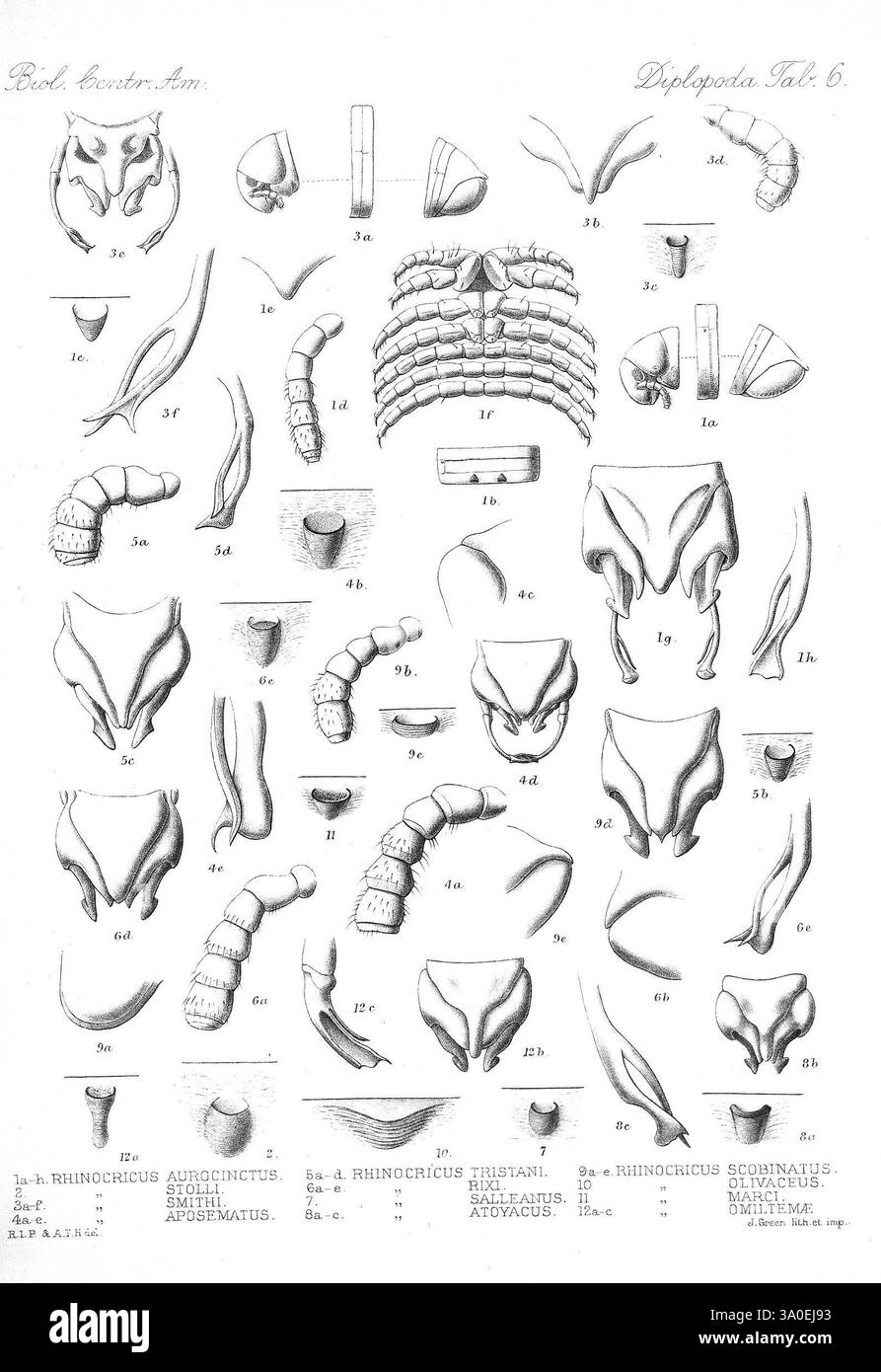 Labeled diagram of specific anatomical features Black and White Stock ...