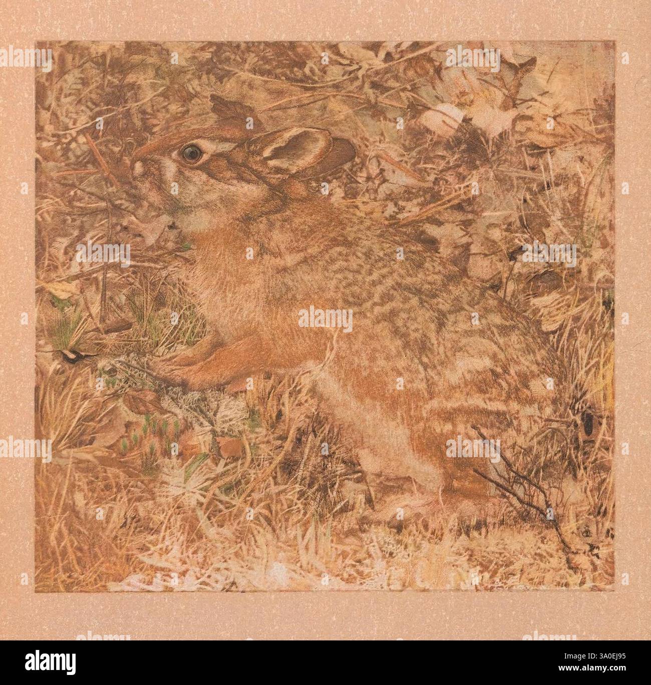 1909 animals camouflage biology color hi-res stock photography and ...