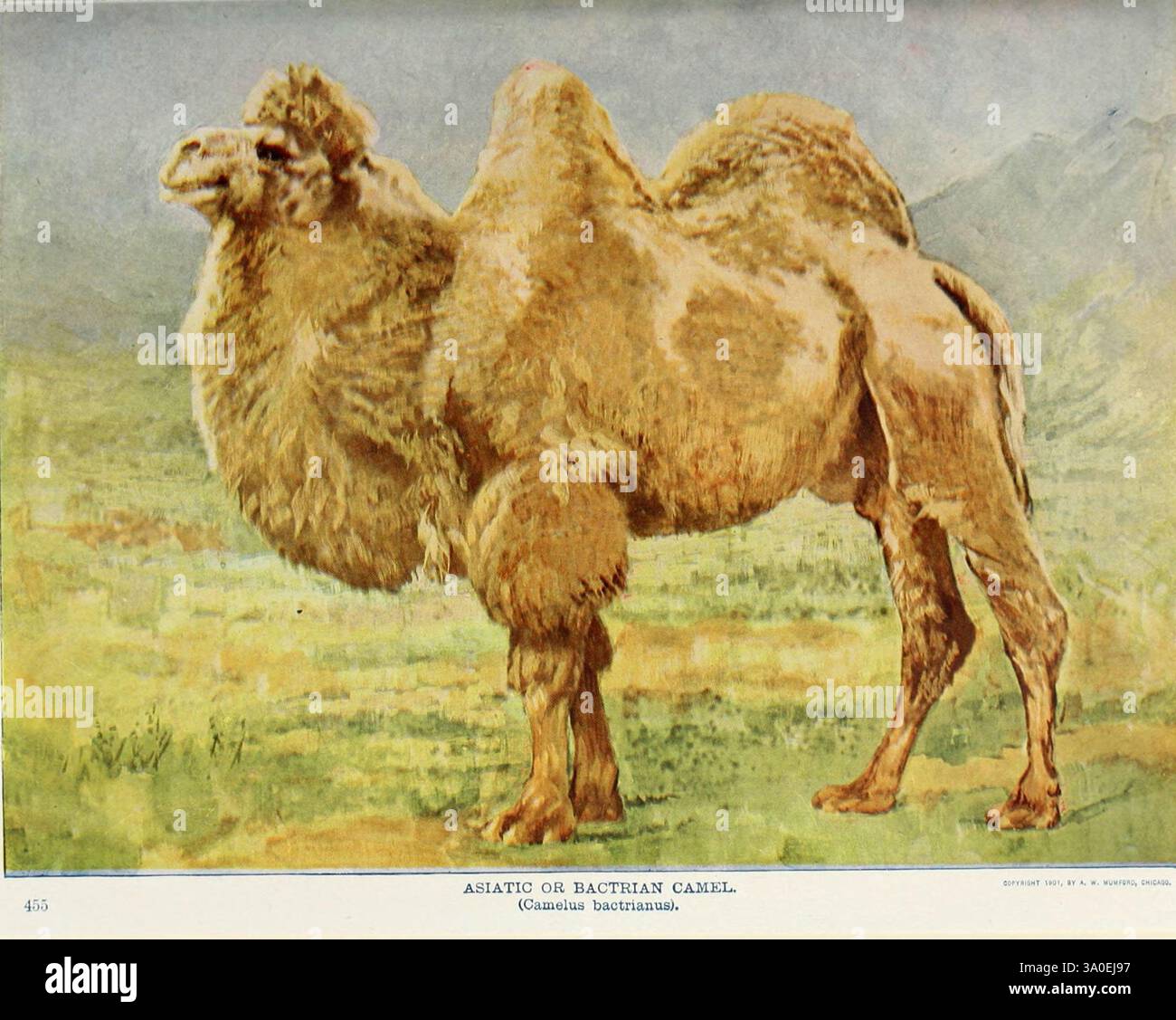 Two prominent humps hi-res stock photography and images - Alamy