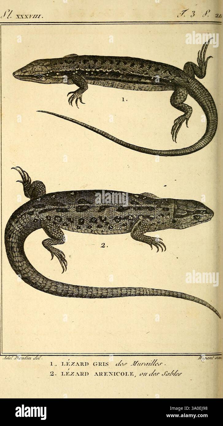 Histoire naturelle, générale et particulière, des reptiles A Paris, De ...
