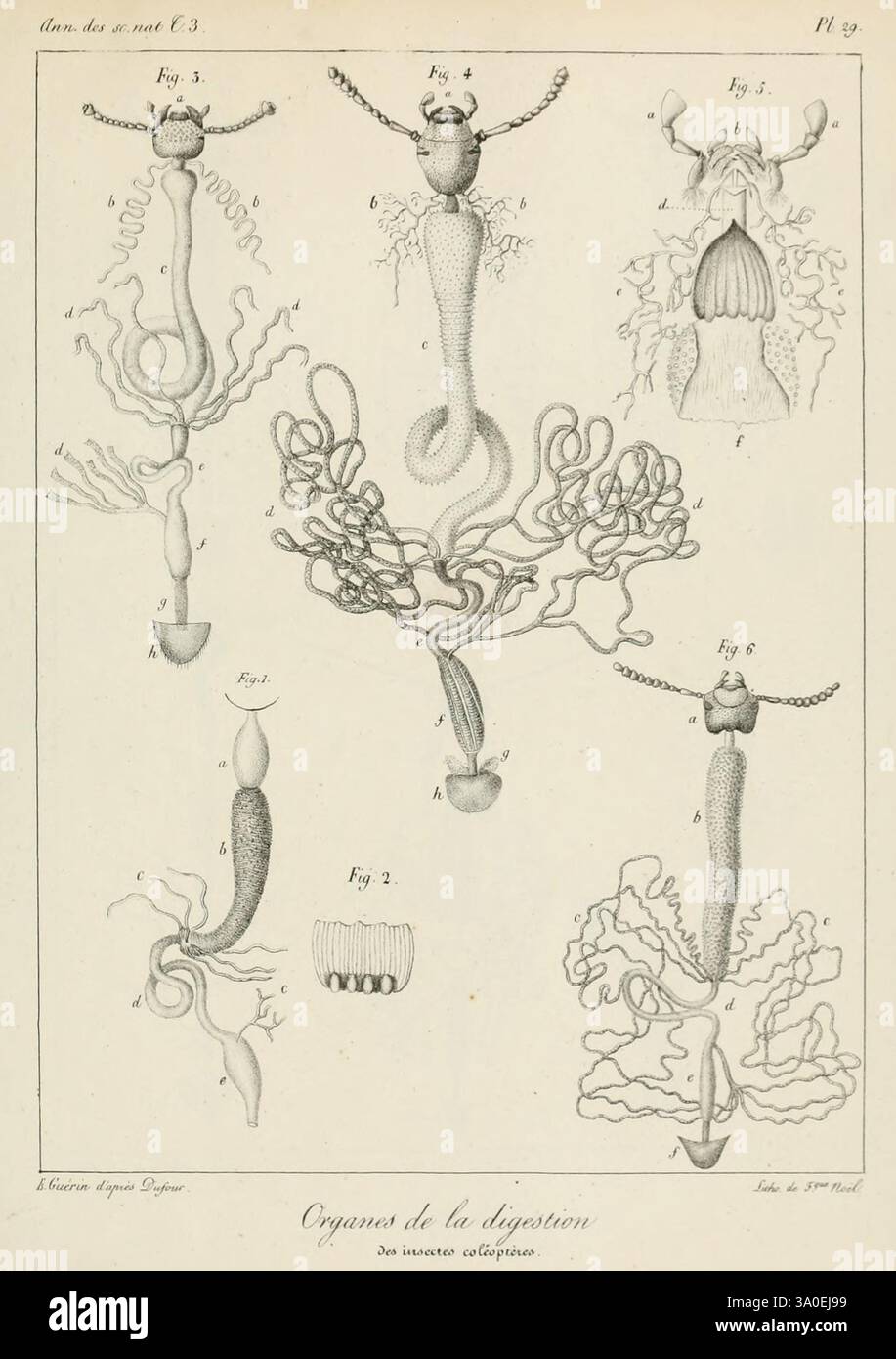 Includes labeled diagrams of different organ configurations hi-res ...