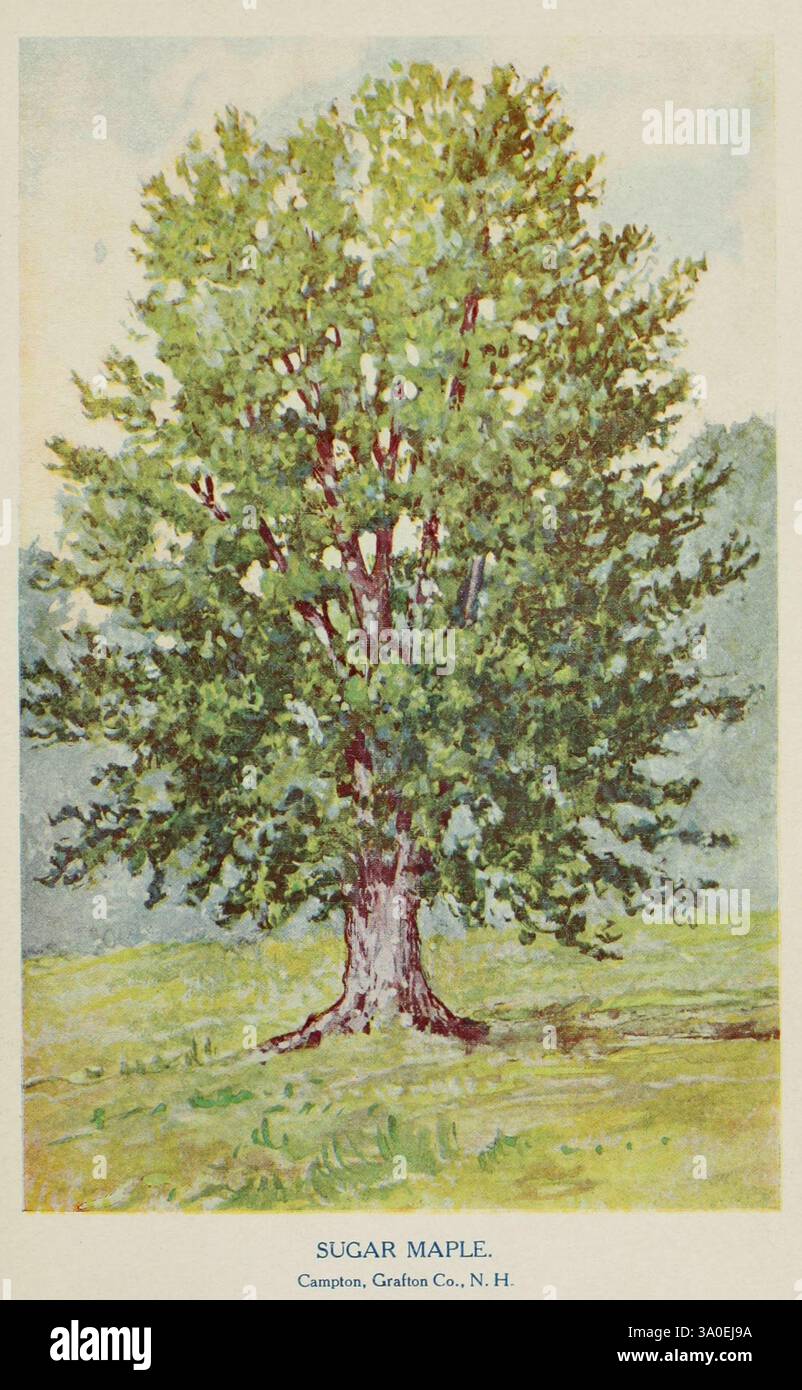 Character typical of mature maples hi-res stock photography and images ...