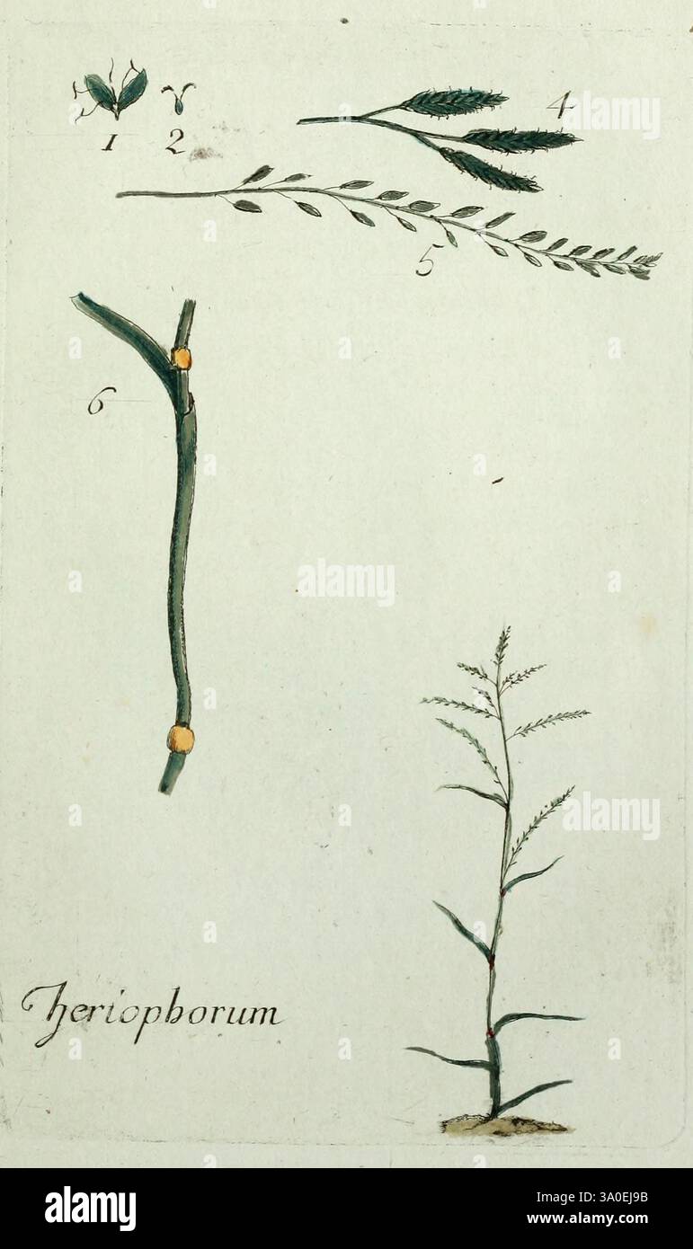 1776 1783 plants plant paris france grass botany poaceae hi-res stock ...