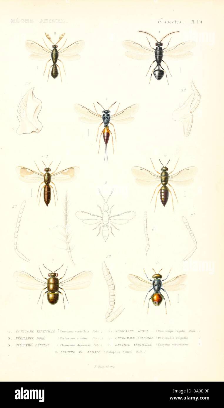 Pteromalus vulgaris hi-res stock photography and images - Alamy