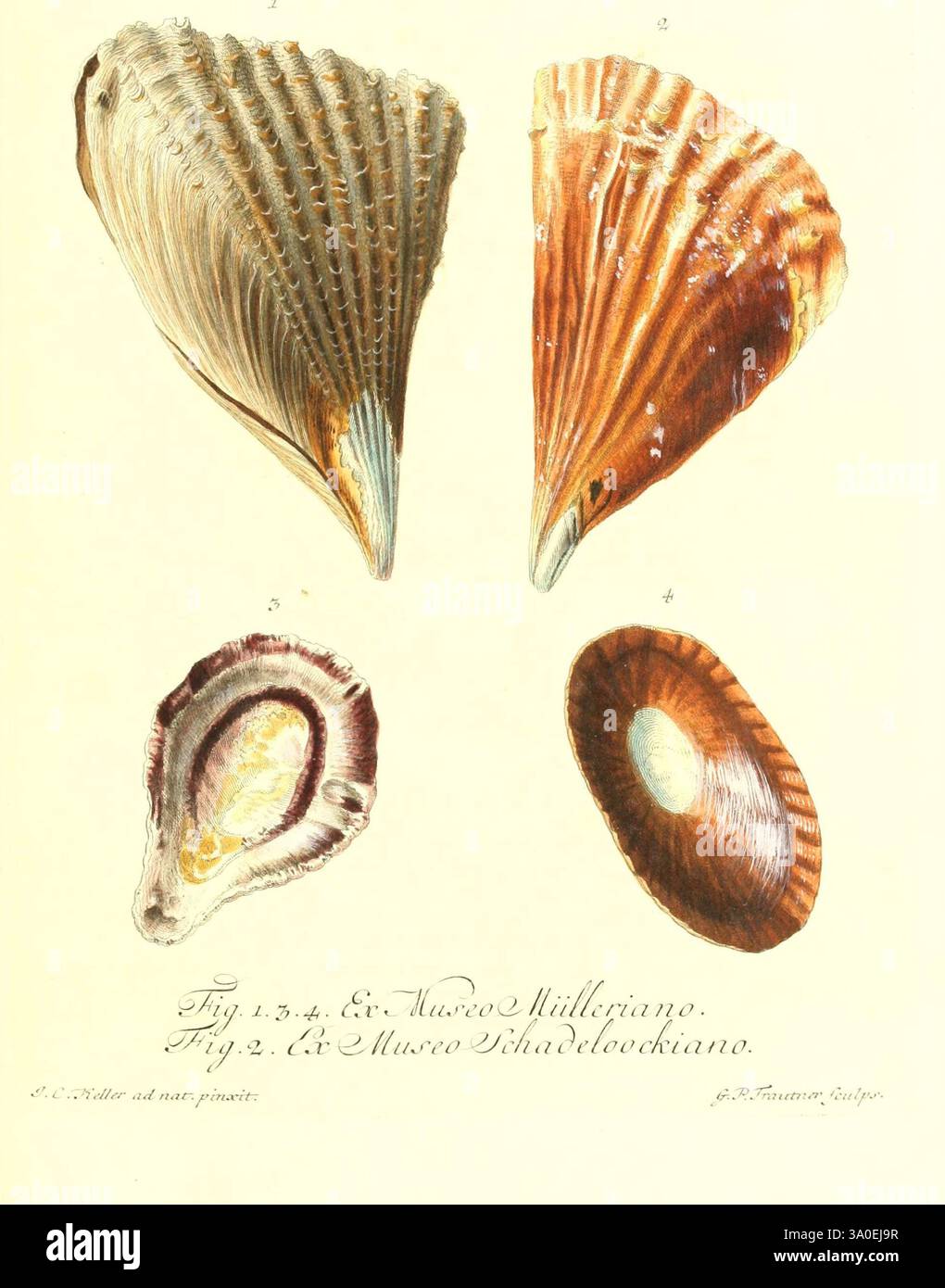 Exhibiting sharp ridges hi-res stock photography and images - Alamy