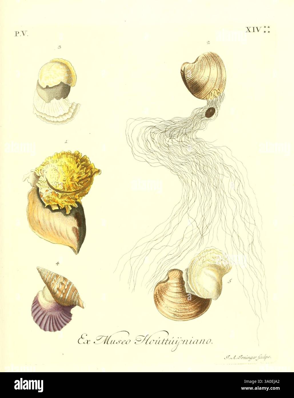 Ex museo henuitiugriano hi-res stock photography and images - Alamy