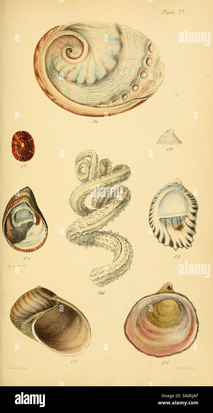 Smooth conical shell hi-res stock photography and images - Alamy