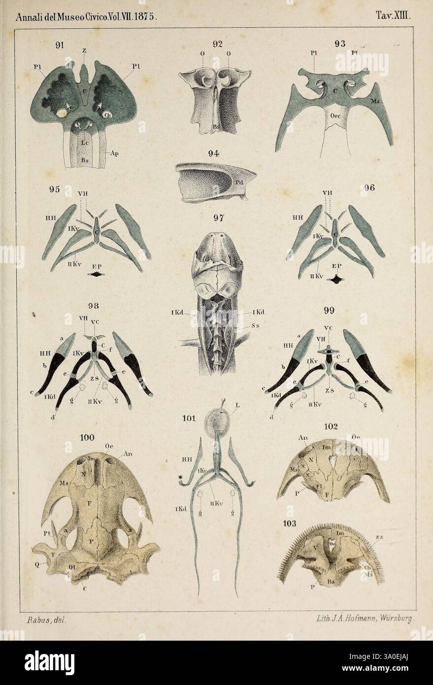 Salamandrina perspicillata, Geotriton fuscus, Genua, Institut der sordo ...