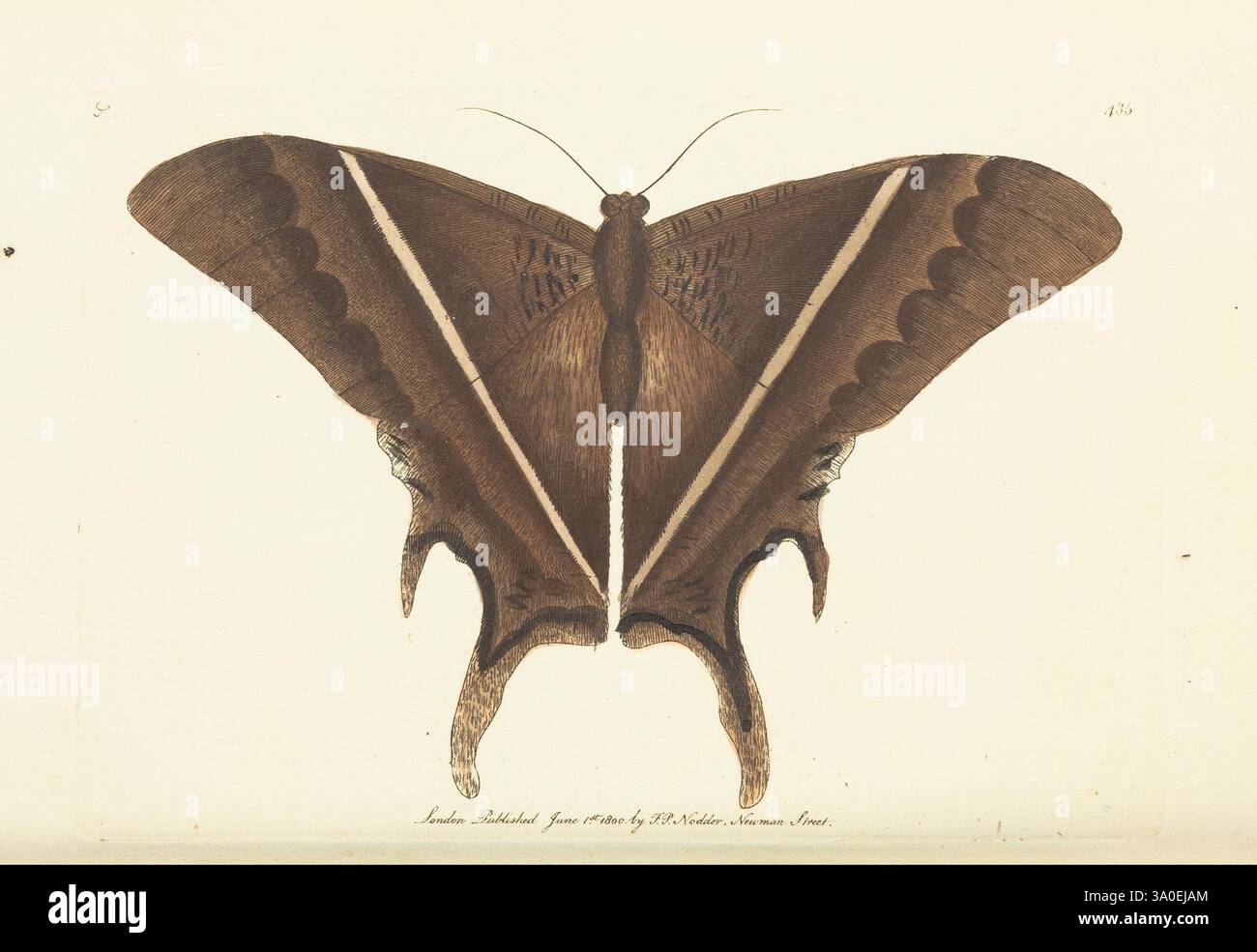 The naturalist's miscellany, or Coloured figures of natural objects ...